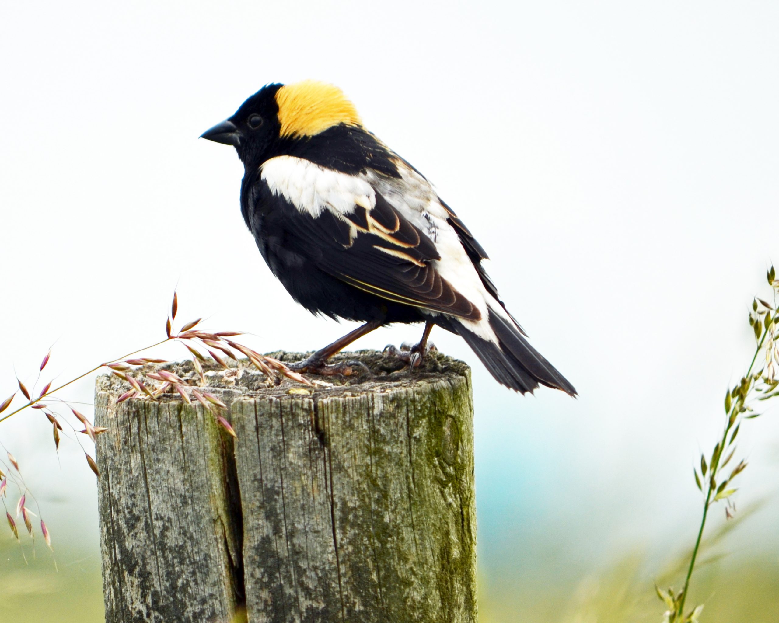 The Joy of Birding | Royal Botanical Gardens
