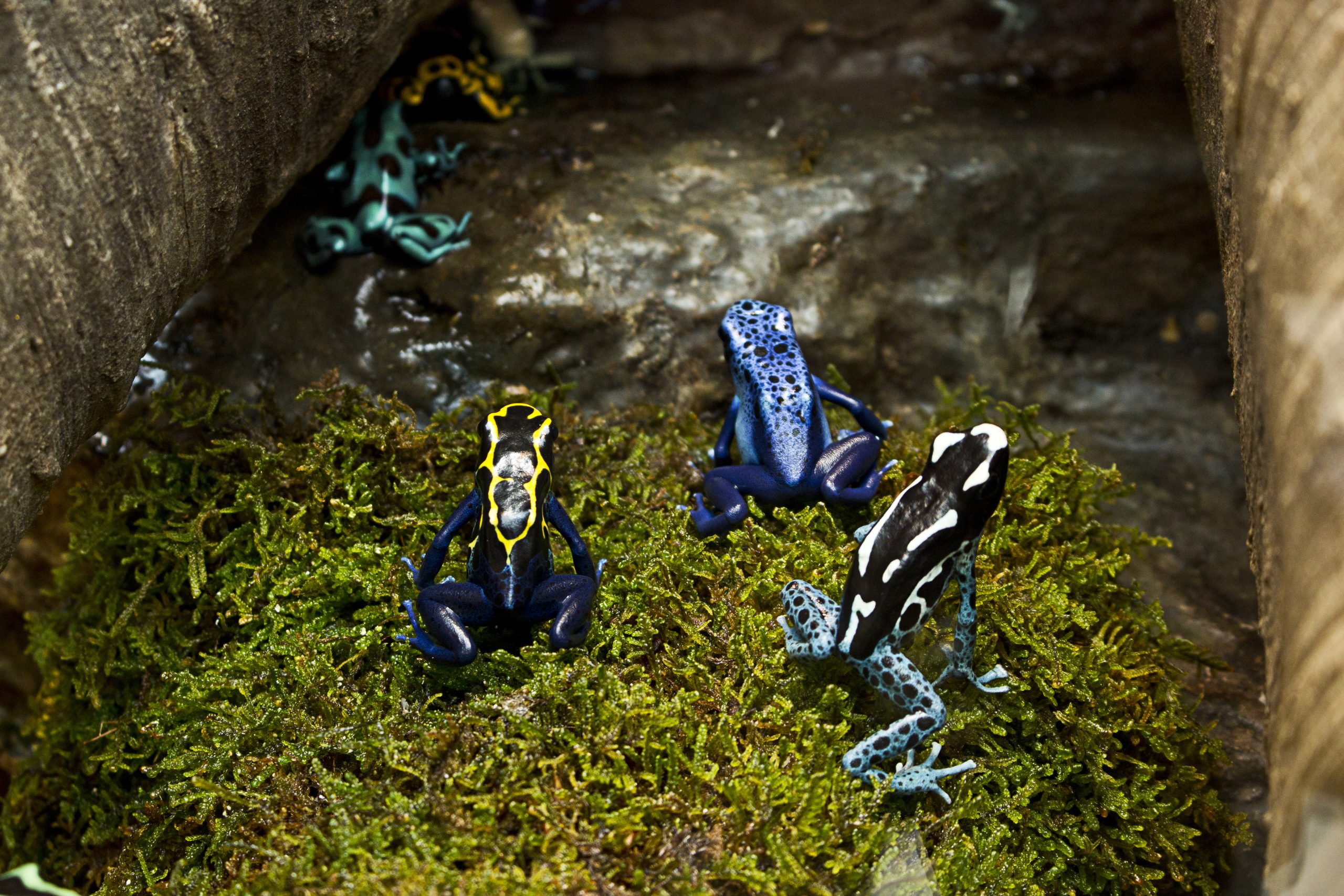 Youth Group Night: Frogs! | Royal Botanical Gardens
