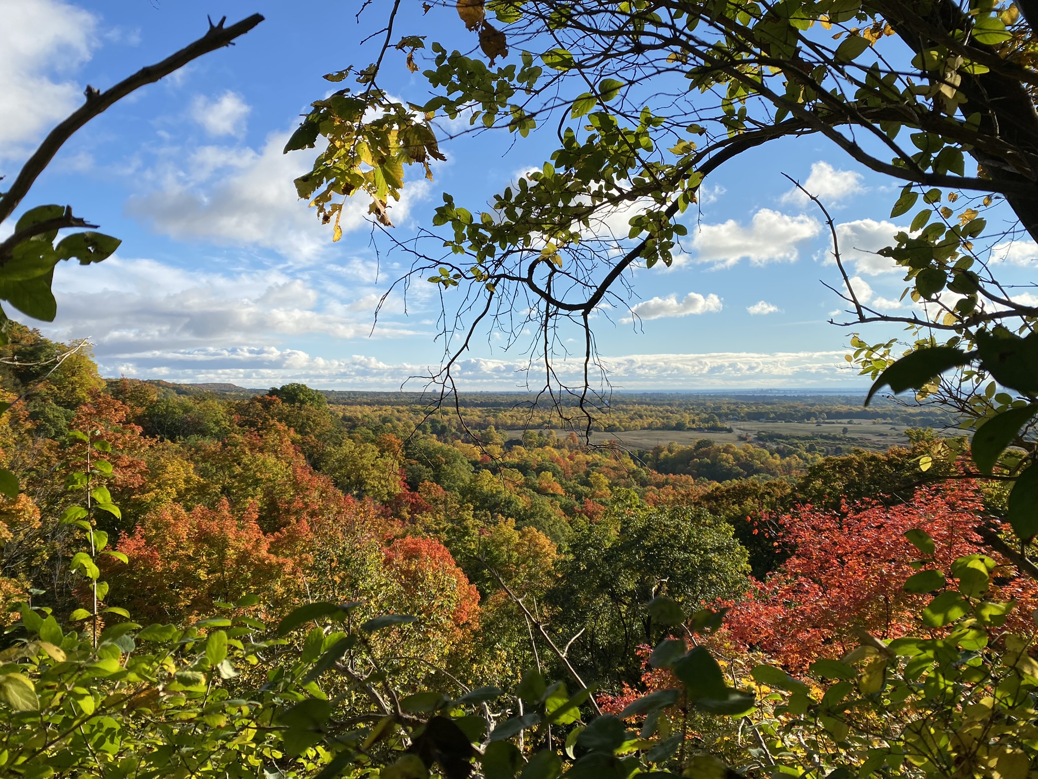 Escarpment Trail Race Reports