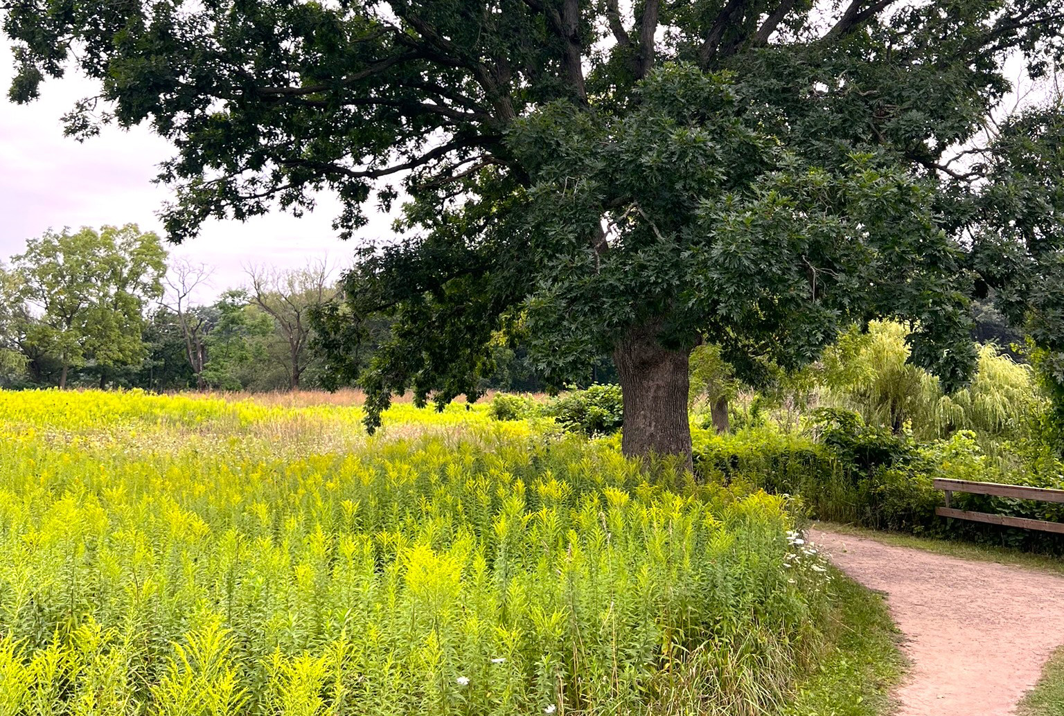A Golden Hike at Princess Point - Royal Botanical Gardens
