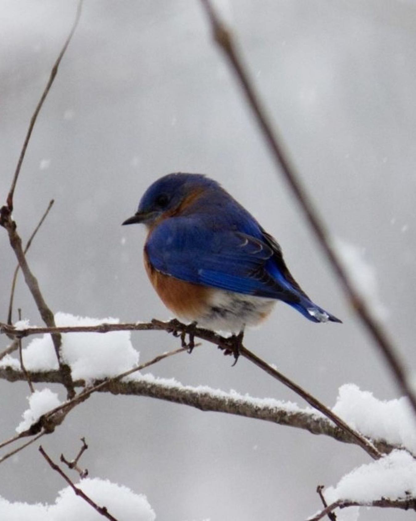 The Joy of Birding (spring) | Royal Botanical Gardens